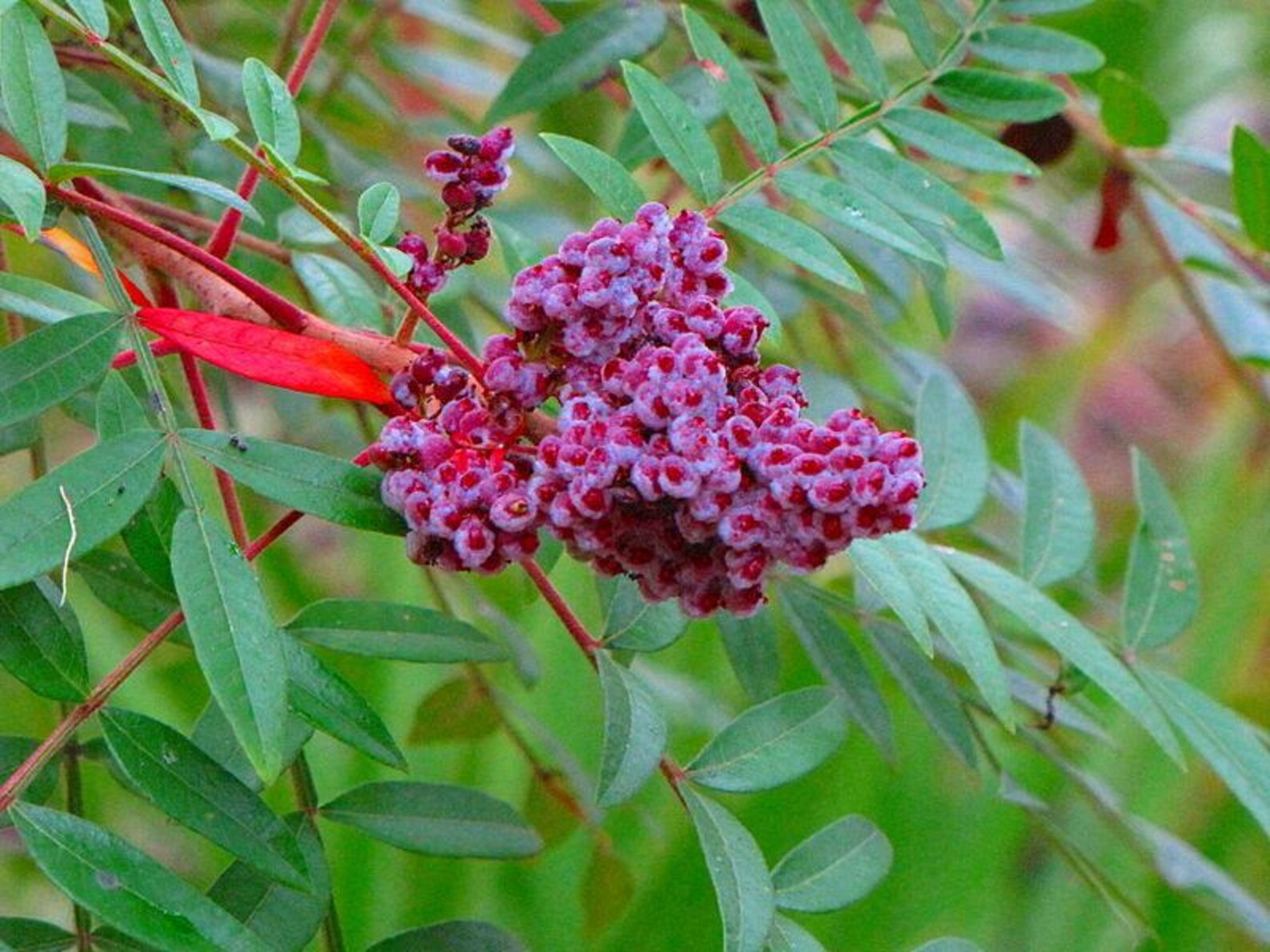 30 FLAMELEAF SUMAC TREE Shining Dwarf Winged Rhus Schmaltzia Copallina ...