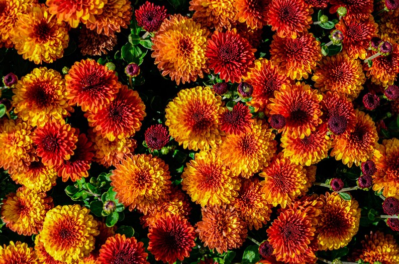 50 Tricolor DOUBLE PAINTED DAISY Chrysanthemum Carinatum Tanacetum ...