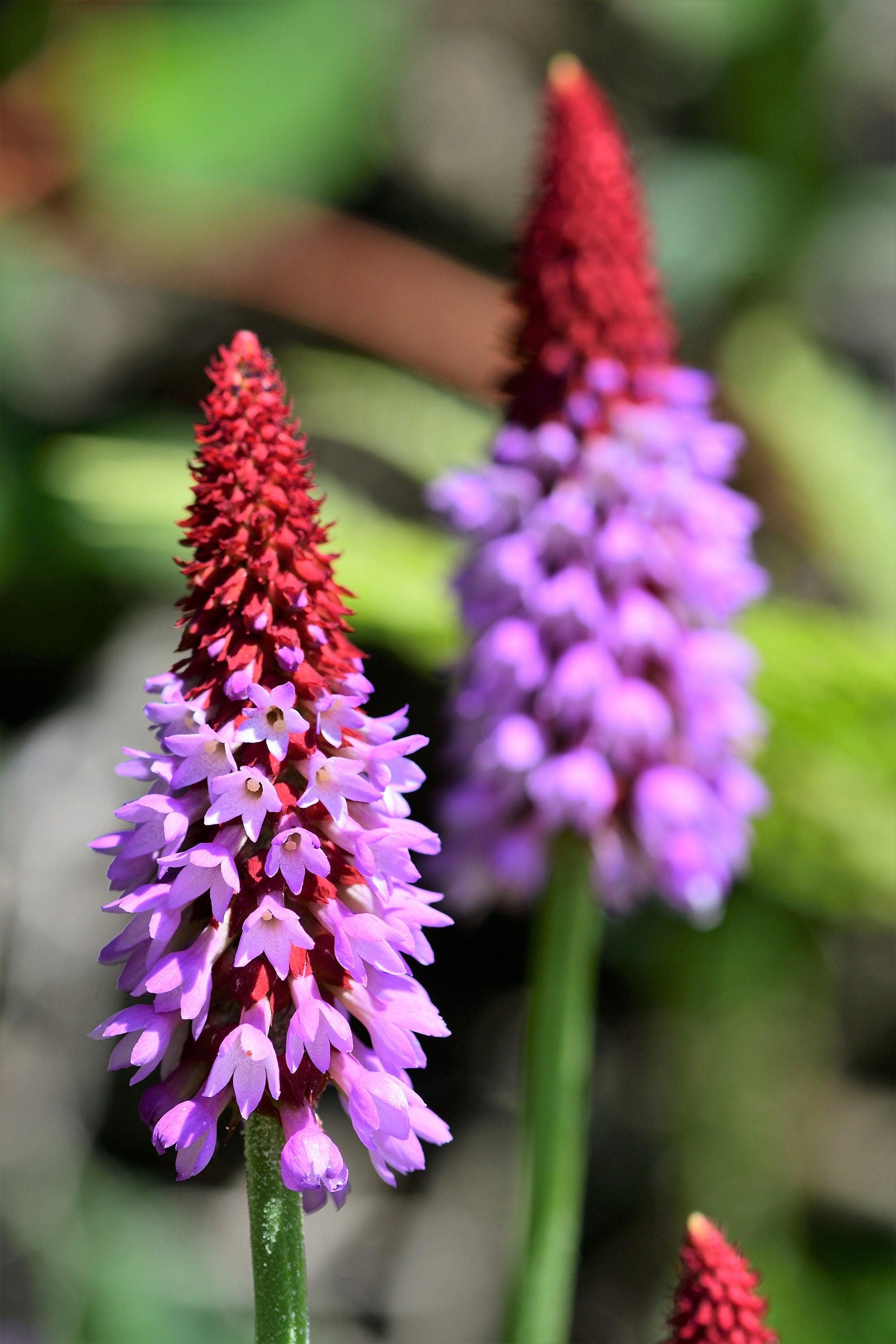 20 ORCHID PRIMROSE Primula Vialii Red Hot Poker Red Pink Purple Shade ...