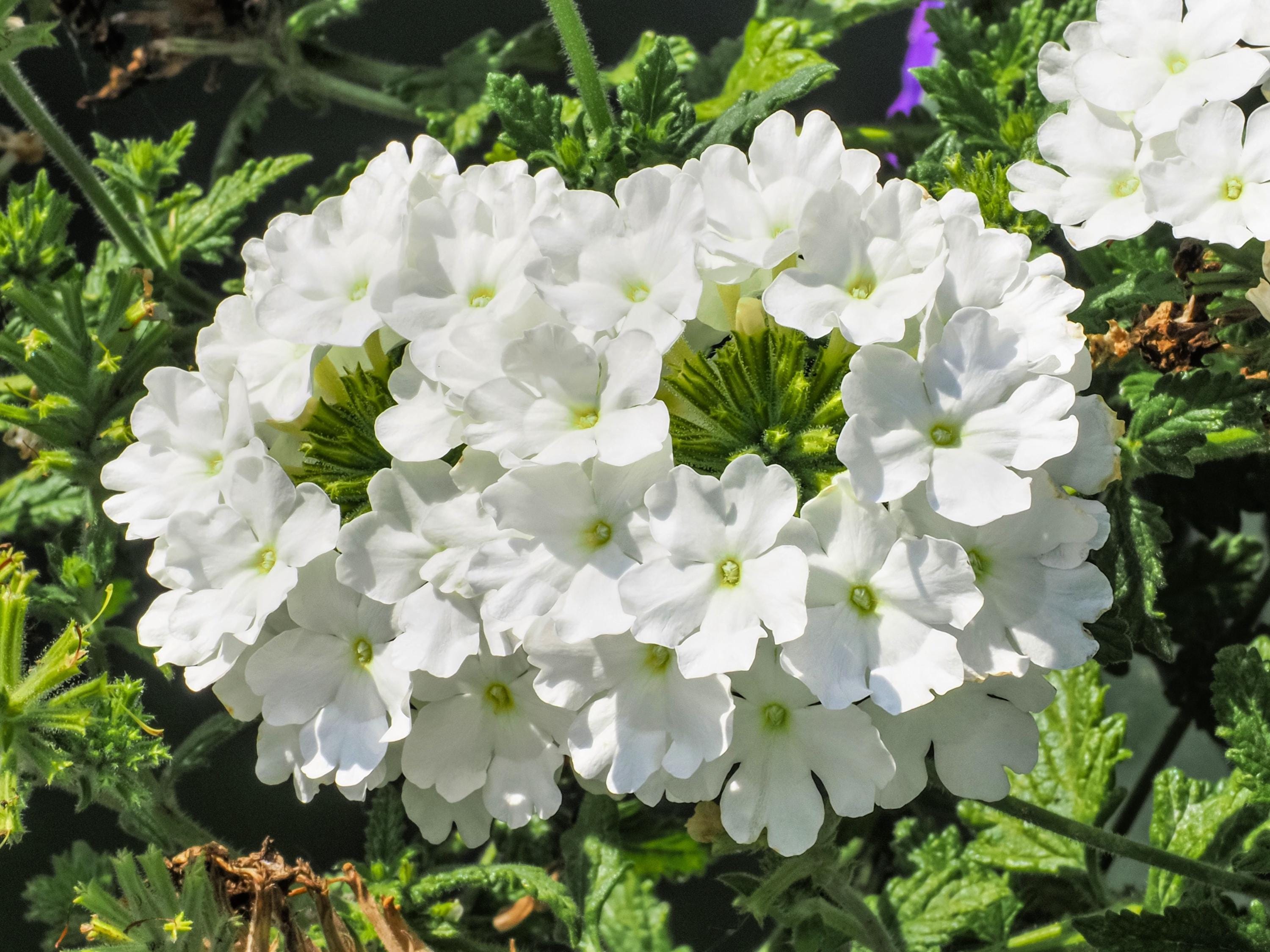 100 MIXED COLORS VERBENA Hybrida Compacta Flower Seeds - Etsy
