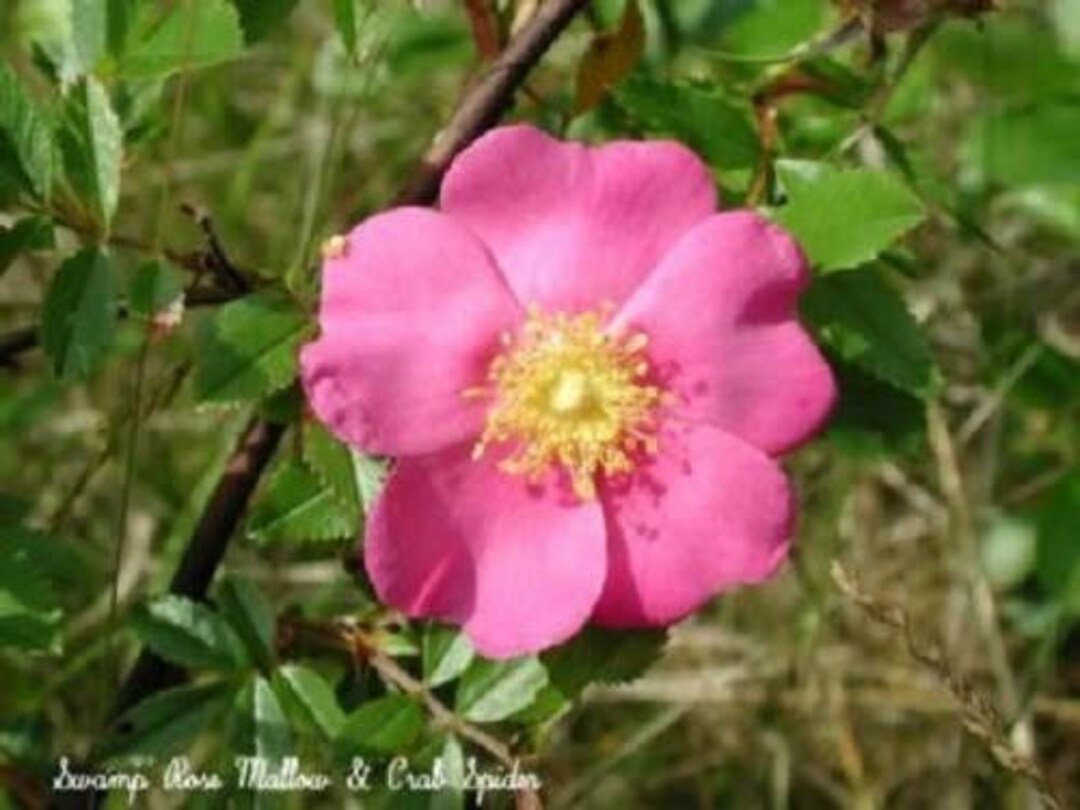 25 PINK SWAMP ROSE Rosa Palustris Flower Shrub Bush Average Wet Soil ...