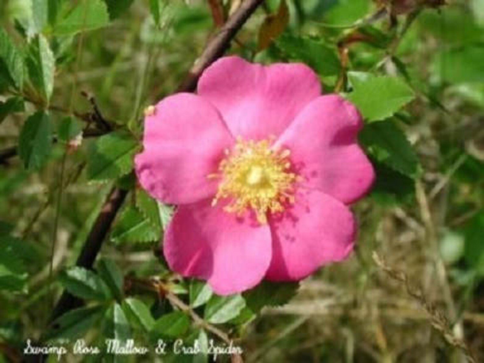 25 PINK SWAMP ROSE Rosa Palustris Flower Shrub Bush Average Wet Soil ...