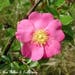 25 PINK SWAMP ROSE Rosa Palustris Flower Shrub Bush Average Wet Soil ...