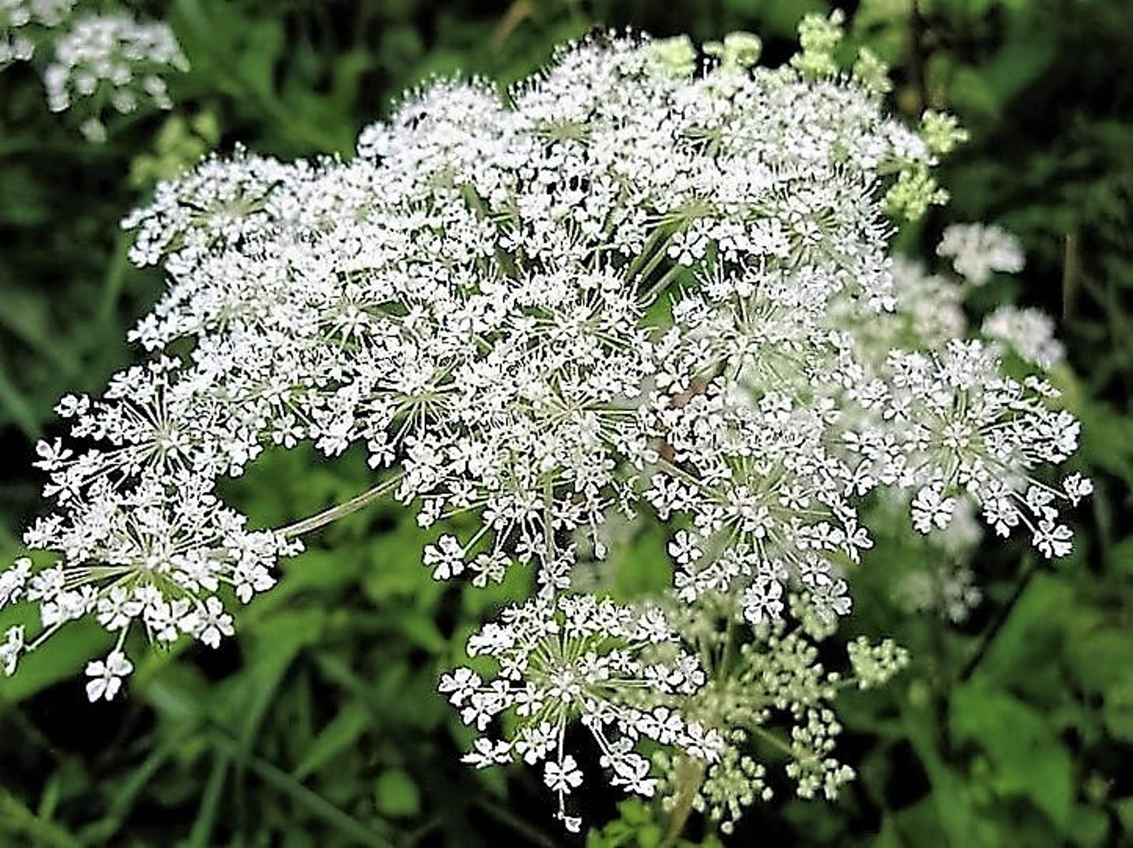 50 FEMALE GINSENG Dong Quai Chinese Angelica Sinensis Herb | Etsy