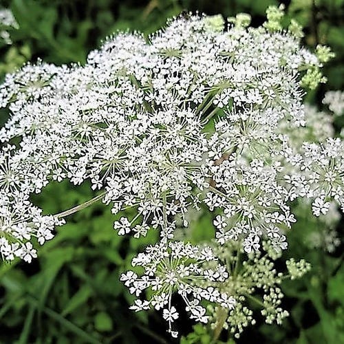 50 FEMALE GINSENG Dong Quai Chinese Angelica Sinensis Herb | Etsy