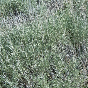 100 RUBBER RABBITBRUSH Chamisa Ericameria Nauseosa Native Desert Shrub ...