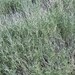 100 RUBBER RABBITBRUSH Chamisa Ericameria Nauseosa Native Desert Shrub ...