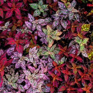 10 Dwarf Mixed Colors POLKA DOT PLANT Red Pink White Rose Splash Select ...