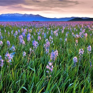 30 BLUE CAMAS Camass Lily Wild Indian Hyacinth Camassia Quamash Flower ...