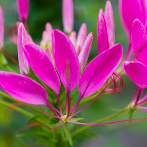 200 CHERRY QUEEN CLEOME Spinosa Hassleriana Carmine Rose Spider Flower ...