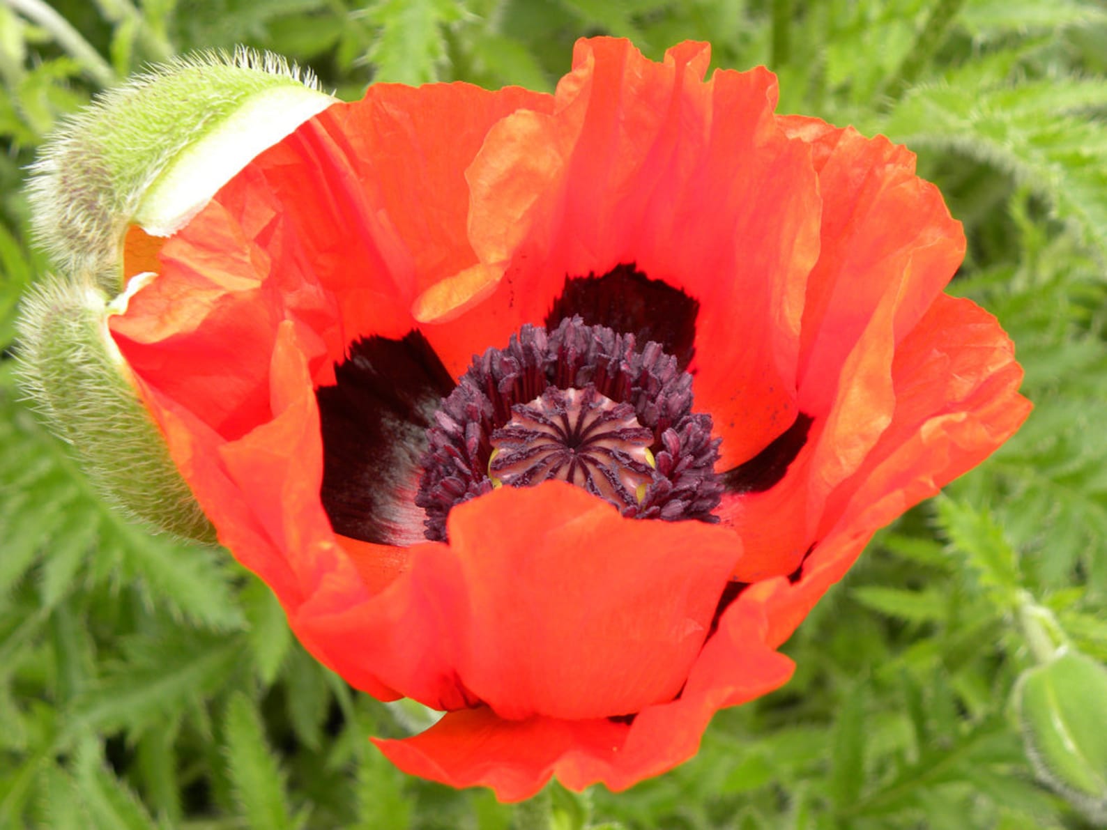 100 RED TURKISH POPPY Heirloom Papaver Somniferum Flower Seeds - Etsy ...