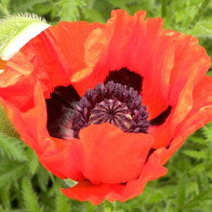 100 RED TURKISH POPPY Heirloom Papaver Somniferum Flower Seeds - Etsy ...