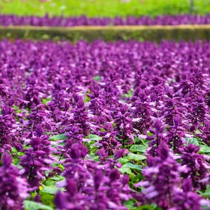 20 BRIGHT PURPLE SALVIA Splendens Scarlet Sage Flower Seeds - Etsy