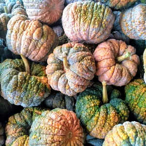 20 BLACK FUTSU SQUASH Multicolored Wrinkly Skin Gold Flesh Japanese ...