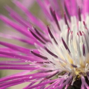 25 AMERICAN ROSE (centaurea Aloha / American Starflower / American ...