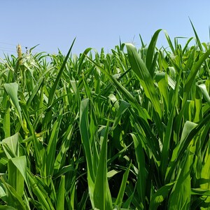 50 Organic BLACK AMBER SORGHUM Sugar Cane Sorghum Bicolor Grain ...