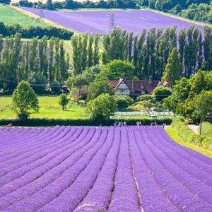 20 DWARF MUNSTEAD LAVENDER Blue English Lavandula Angustifolia Munstead Purple Fragrant Flower ...