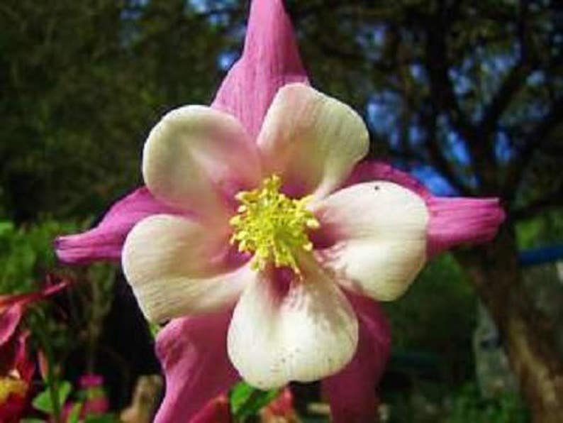 100 DWARF COLUMBINE MIX Aquilegia Vulgaris Mixed Colors Flower | Etsy