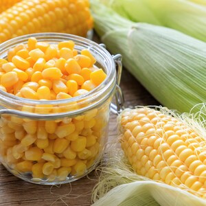 50 HONEY SELECT CORN Sweet Yellow S.E. Sh2 Zea Mays Vegetable Seeds - Etsy