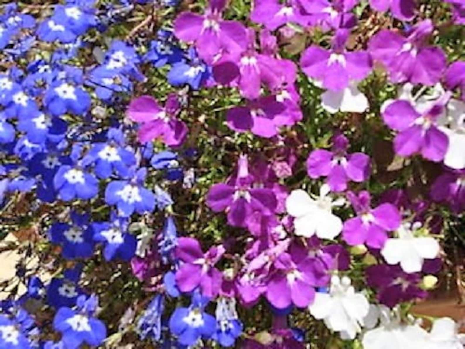 200 MIXED COLORS LOBELIA Regatta Lobelia Erinus Flower Seeds - Etsy