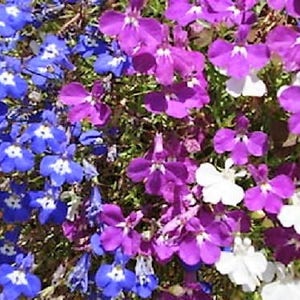 200 MIXED COLORS LOBELIA Regatta Lobelia Erinus Flower Seeds - Etsy