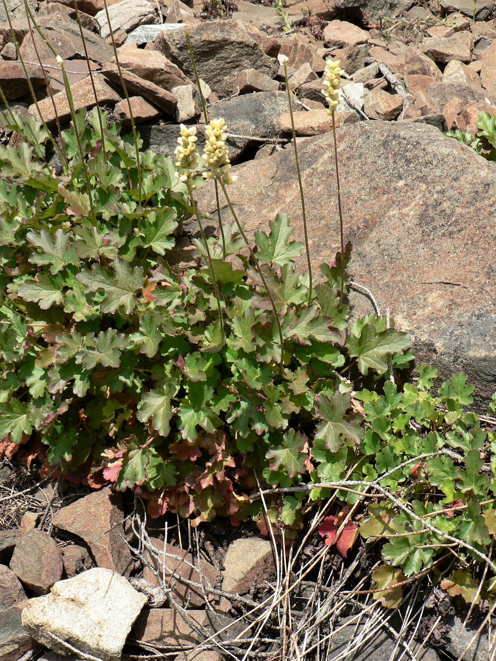 100 ALPINE CORAL BELLS Poker Heuchera Cylindrica Roundleaf Alumroot Sun ...