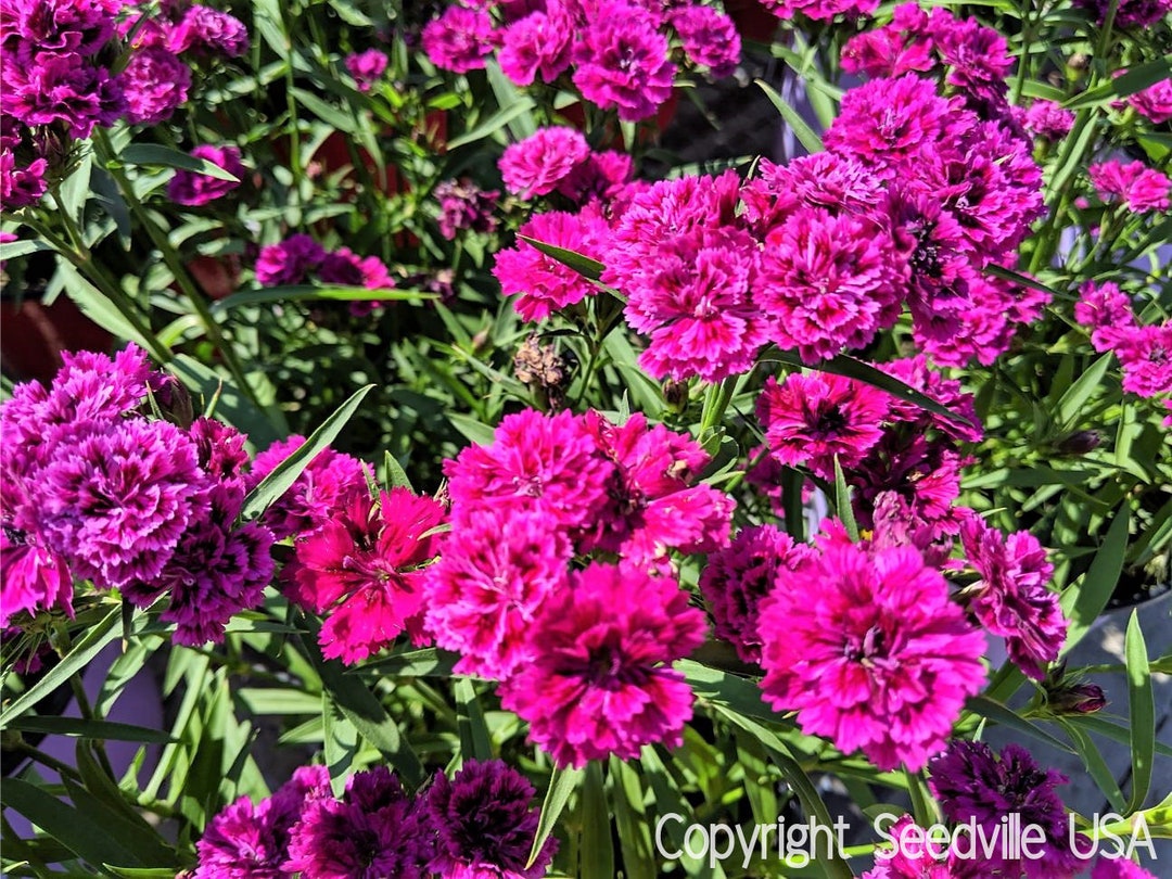 50 MAGENTA CARNATION Dianthus Caryophyllus Chabaud Flower Seeds comb S ...
