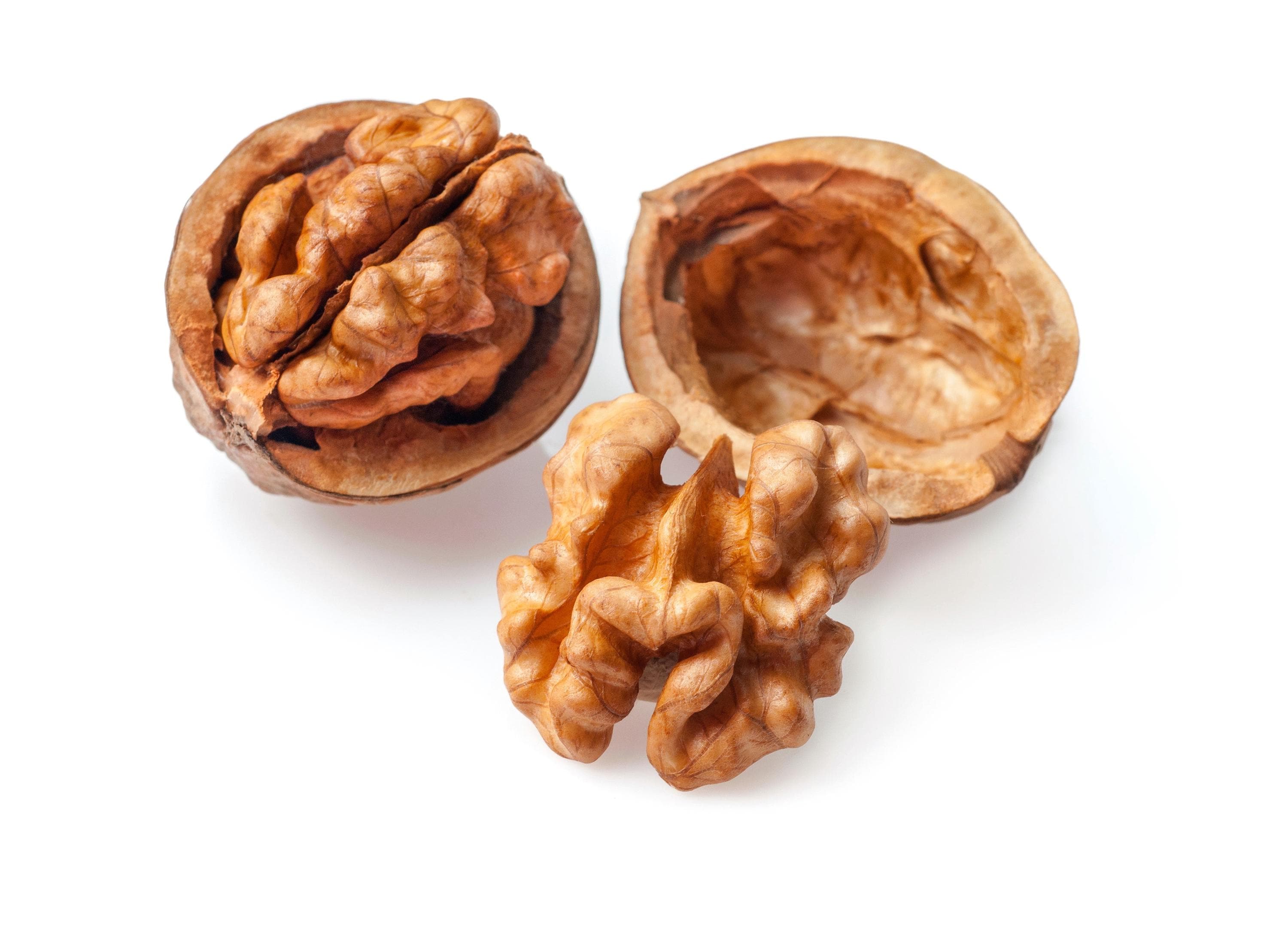 5 ENGLISH WALNUT Aka Common, Hardy Carpathian, Persian Nut Fruit Tree ...