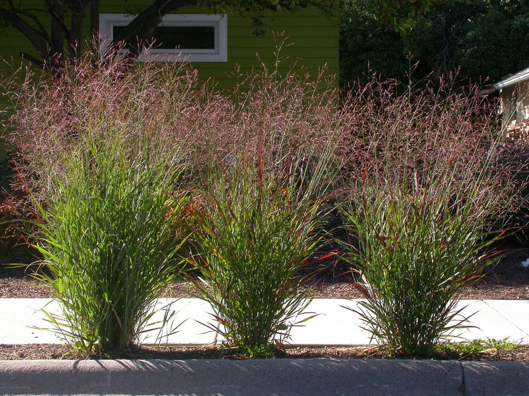 1000 SWITCHGRASS Tall Panic Switch Grass Panicum Virgatum Red Flower ...