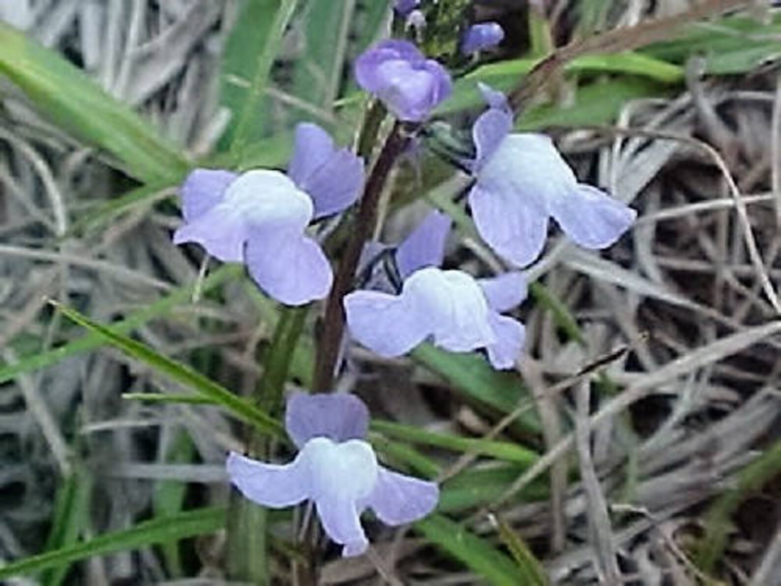 100 BLUE TOADFLAX Linaria Canadensis Antirrhinum Canadian | Etsy
