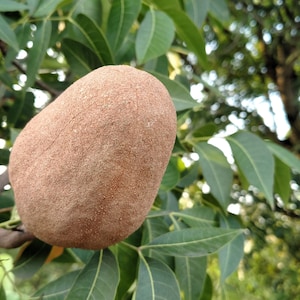 5 TRUE MAHOGANY TREE Honduran Big Leaf Sky Fruit Swietenia Macrophylla ...