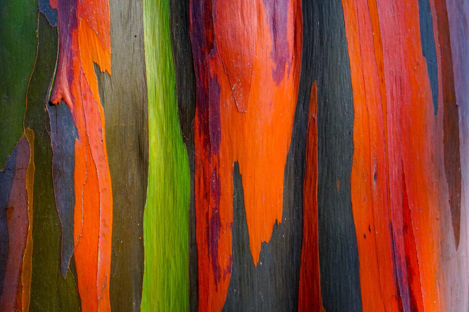 50 RAINBOW EUCALYPTUS Deglupta Gum Multicolor Bark Tree Seeds - Etsy
