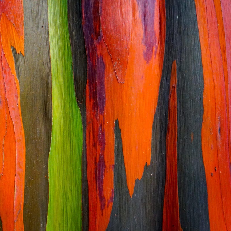 Rainbow Eucalyptus Wood - Etsy