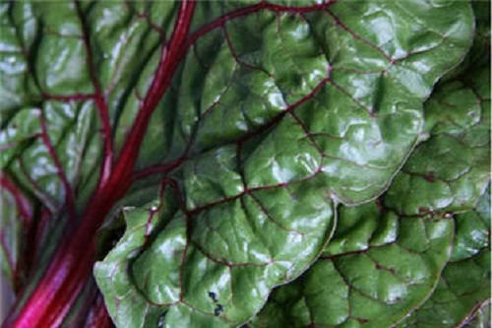 300 Ruby RED SWISS CHARD perpetual Spinach Beta Vulgaris - Etsy