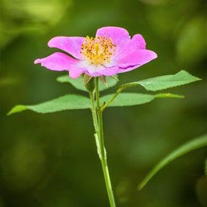 10 CLIMBING MICHIGAN ROSE Rosa Setigera Aka Climbing Prairie or ...