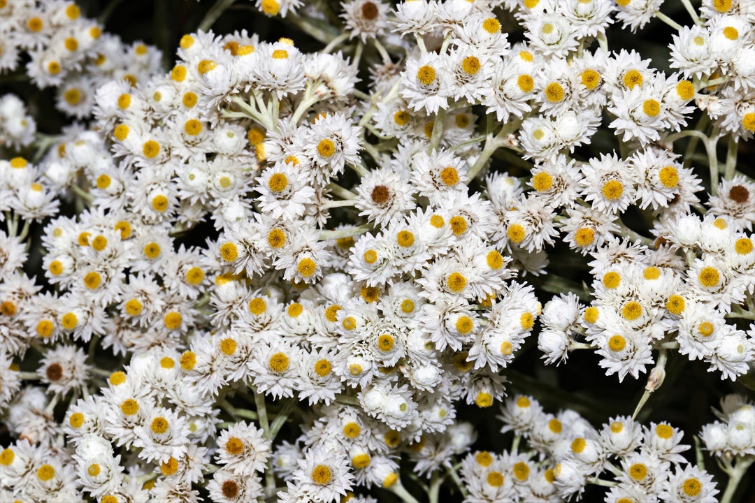 100 PEARLY EVERLASTING Anaphalis Margaritacea Fragrant Butterfly Flower ...