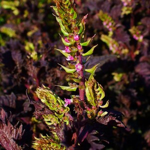 300 PURPLE SHISO Aka PERILLA Frutescens Ornamental Herb Seeds Green ...