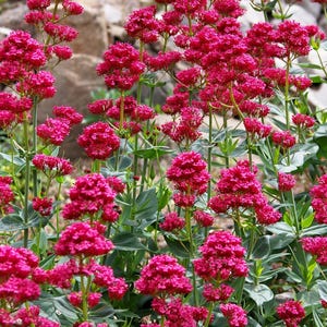50 RED JUPITER'S BEARD Valerian Keys of Heaven Centranthus Ruber Flower ...