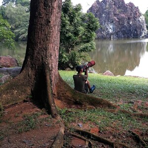 5 TRUE MAHOGANY TREE Honduran Big Leaf Sky Fruit Swietenia Macrophylla ...