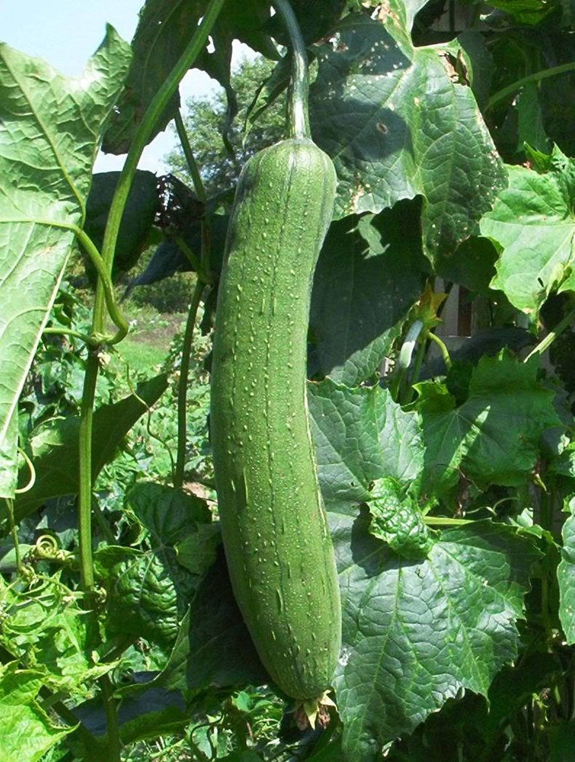 25 LUFFA SPONGE GOURD vegetable Sponge / Smooth Luffa / - Etsy