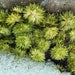 50 PURPLE ROBE SAXIFRAGA Saxifraga Arendsii Moss Rockfoil Evergreen ...