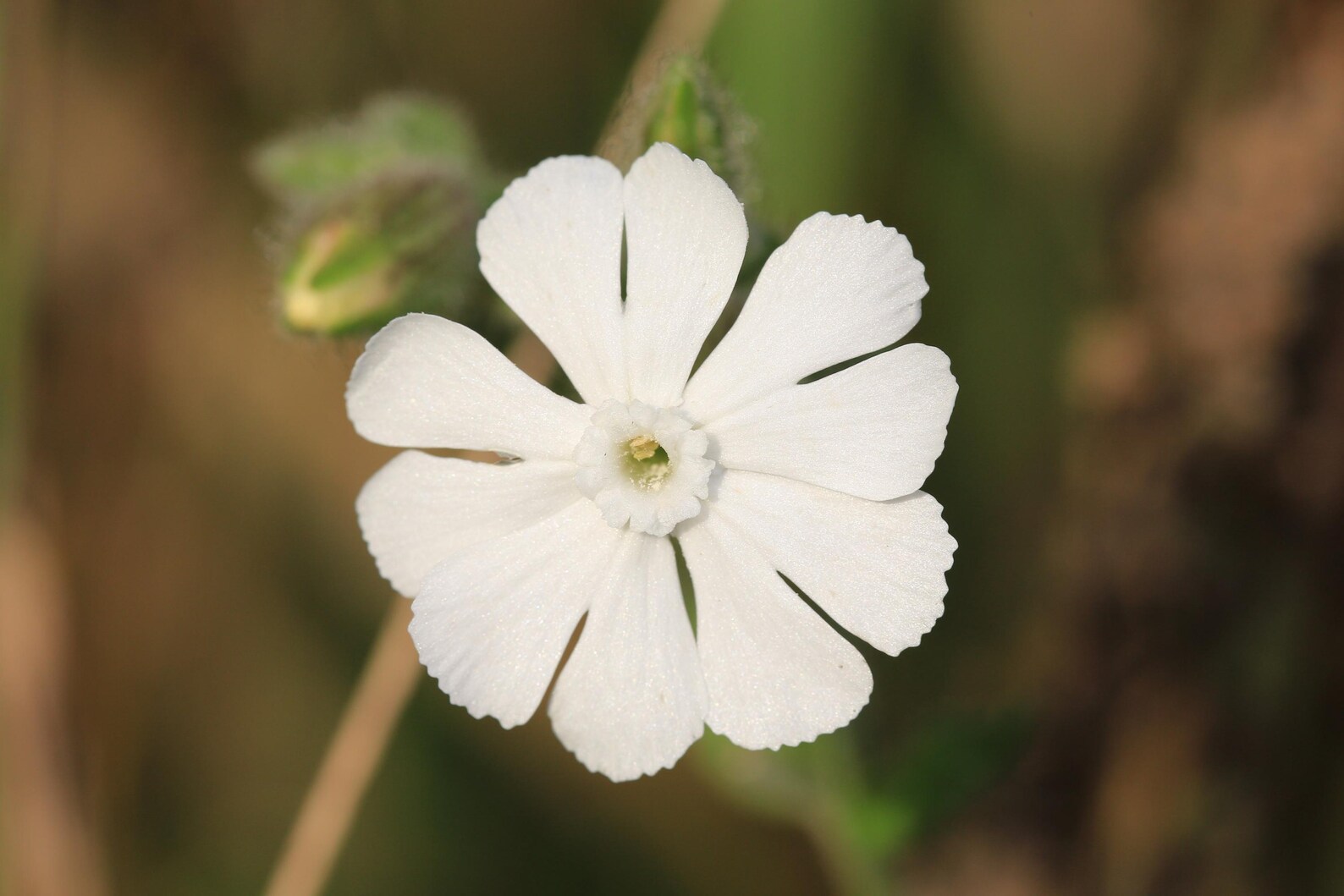 50 WHITE LYCHNIS Coronaria Alba (white Rose Campion / Evening Lychnis ...