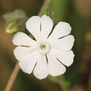 50 WHITE LYCHNIS Coronaria Alba (white Rose Campion / Evening Lychnis ...