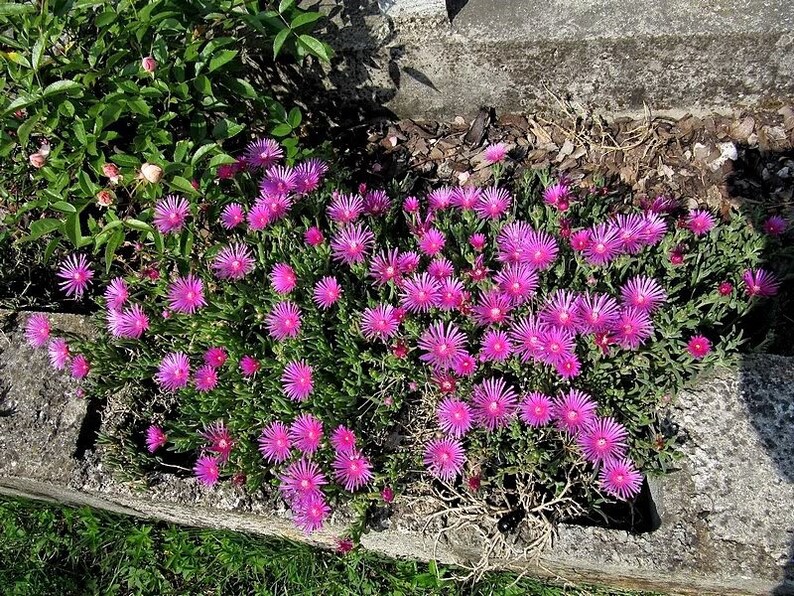 25 Table Mountain ICE PLANT Magenta Fuchsia Delosperma Cooperi | Etsy