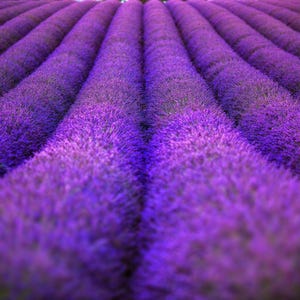 20 DWARF MUNSTEAD LAVENDER Blue English Lavandula Angustifolia Munstead ...