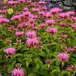 20 Dwarf PINK BEE BALM Monarda Bradburiana Eastern Beebalm Herb Flower ...