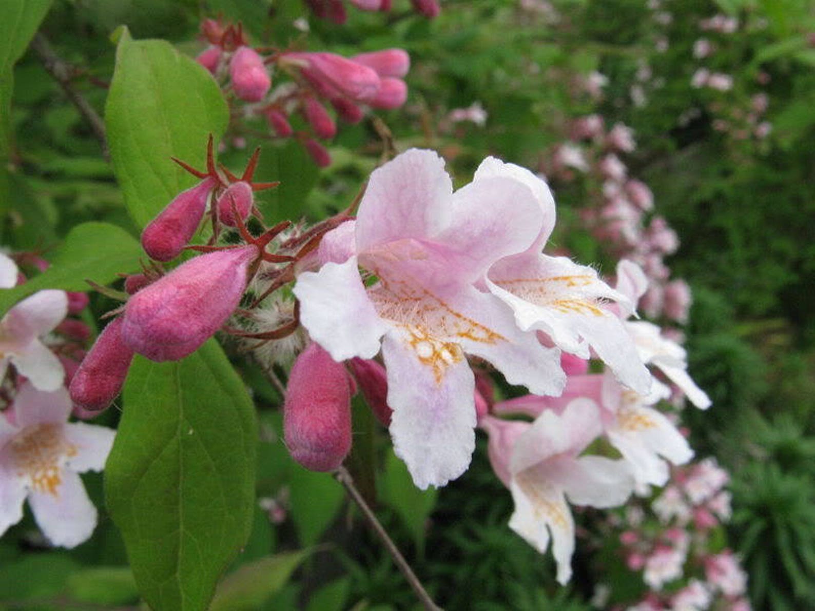 10 BEAUTY BUSH SHRUB Beautybush Kolkwitzia Amabilis Pink & - Etsy