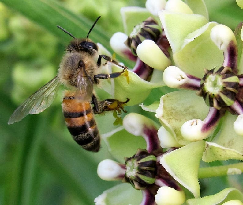 20 Green SPIDER MILKWEED Asclepias Viridis White Purple - Etsy