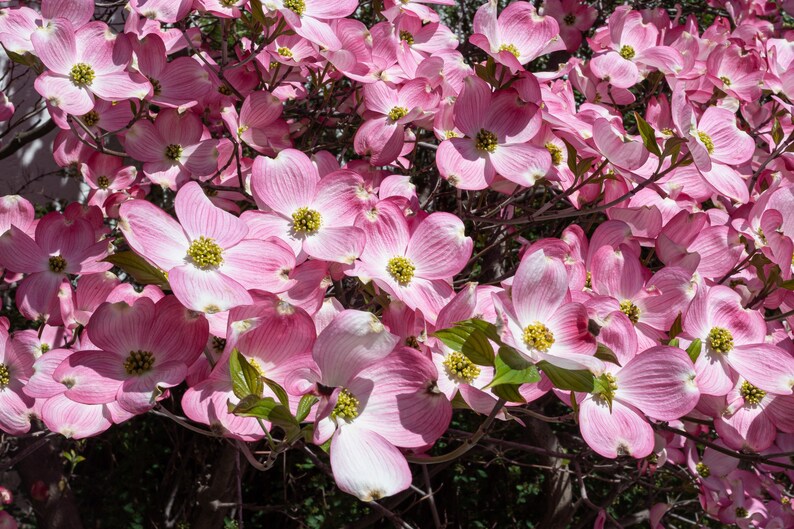 5 PINK FLOWERING DOGWOOD Tree Cornus Florida Rubra Native - Etsy