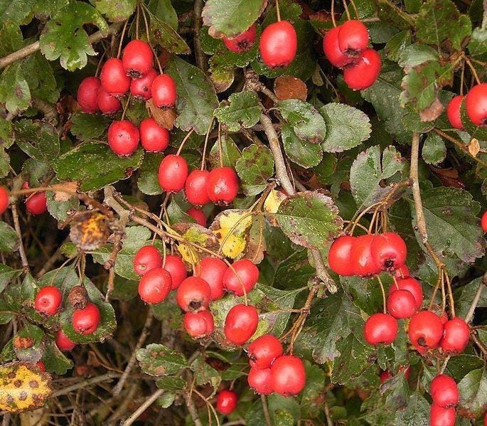 20 ENGLISH HAWTHORN TREE Edible Fruit Flower Mayflower Crataegus ...